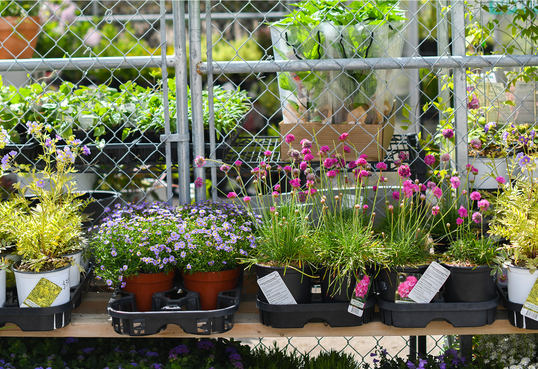 Plant Shop